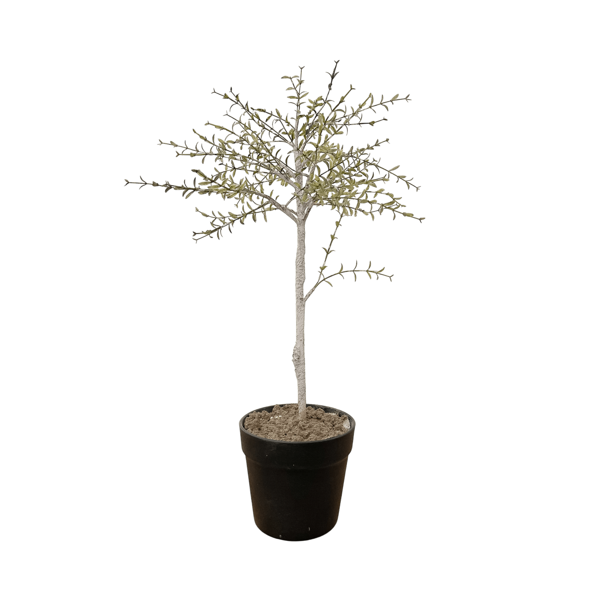 Árbol de Alondra